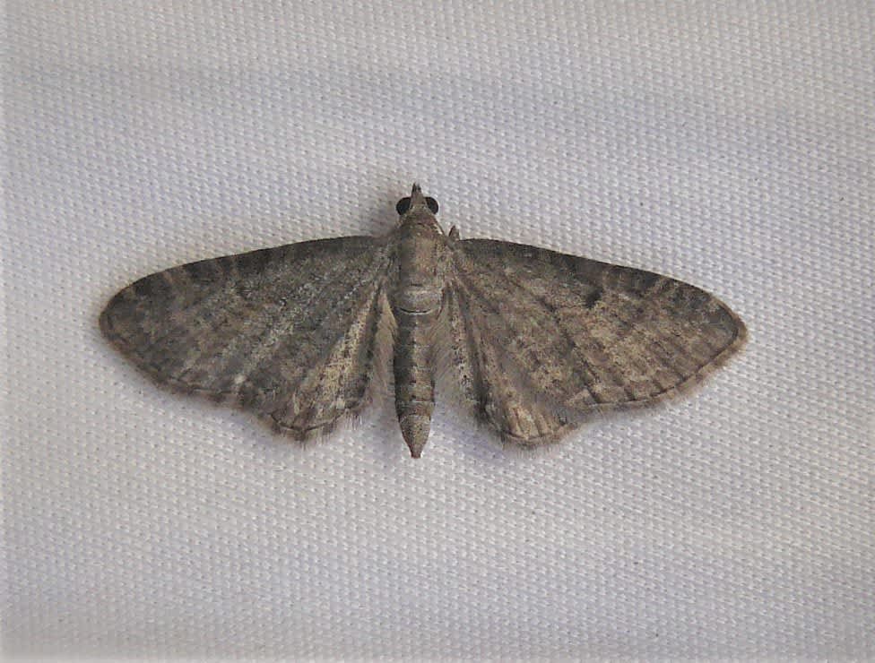 Grey Pug | Kent Moths