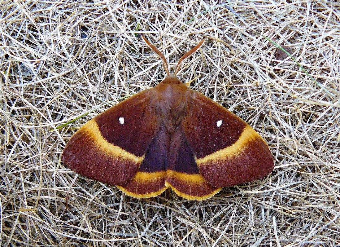 Oak Eggar | Kent Moths