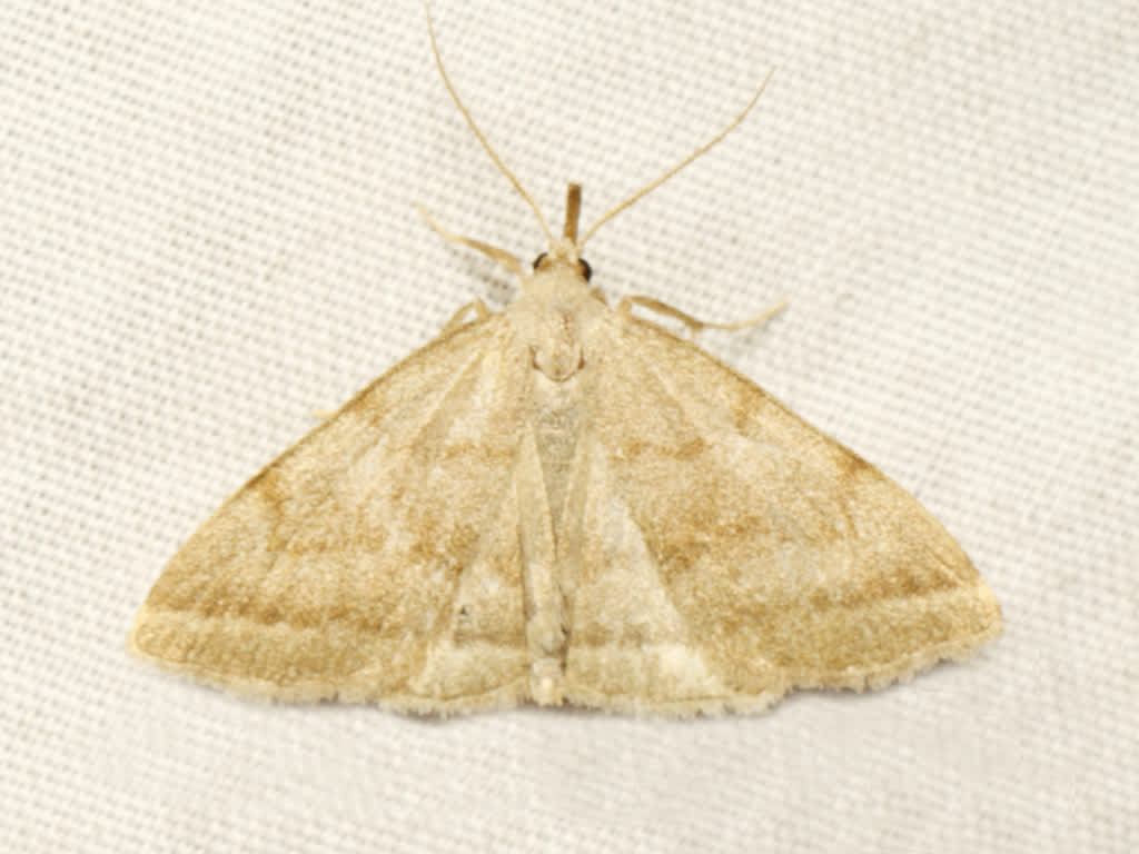 Common Fan-foot | Kent Moths