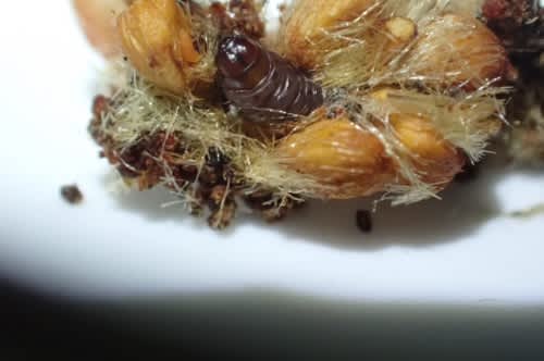 Blastobasis lacticolella | Kent Moths