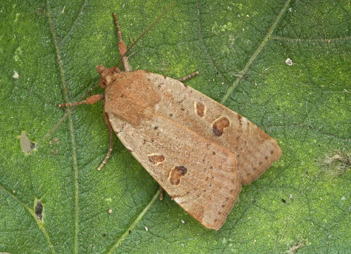 Lesser Yellow Underwing | Kent Moths