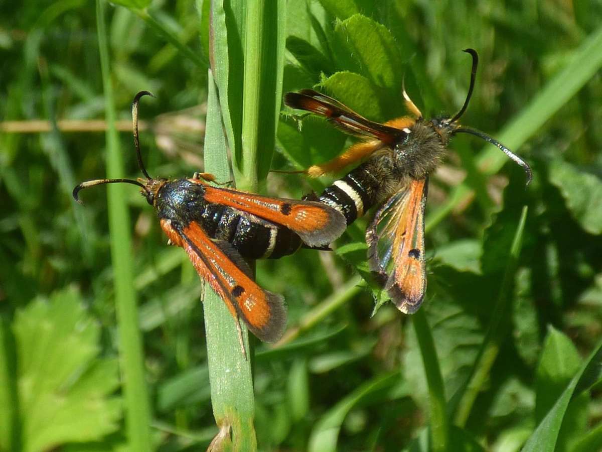 Fiery Clearwing | Kent Moths