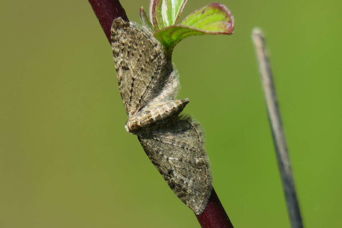Golden-rod Pug | Kent Moths