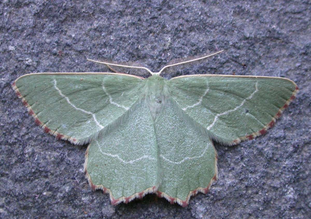 Sussex Emerald | Kent Moths