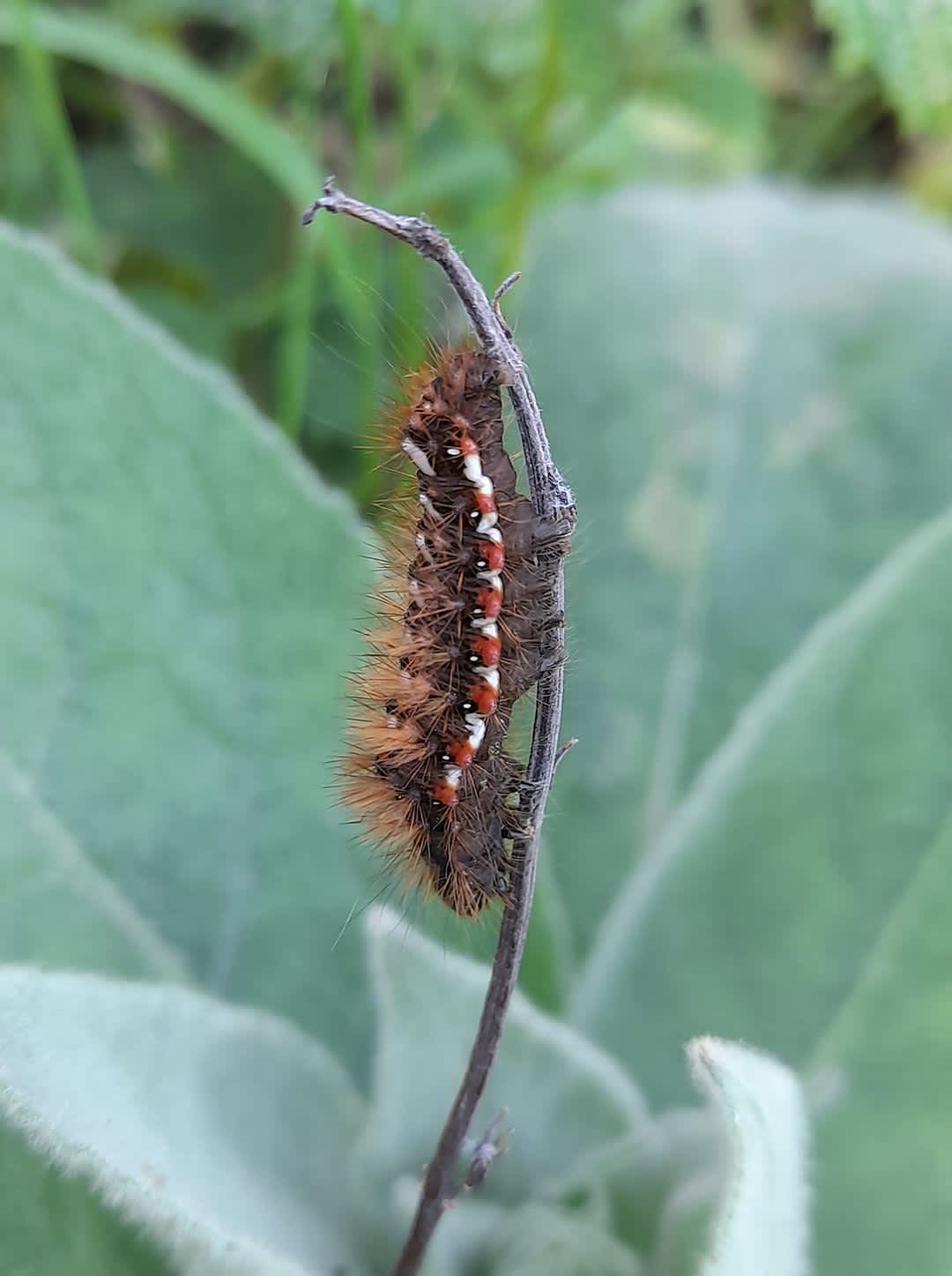 Knot Grass | Kent Moths