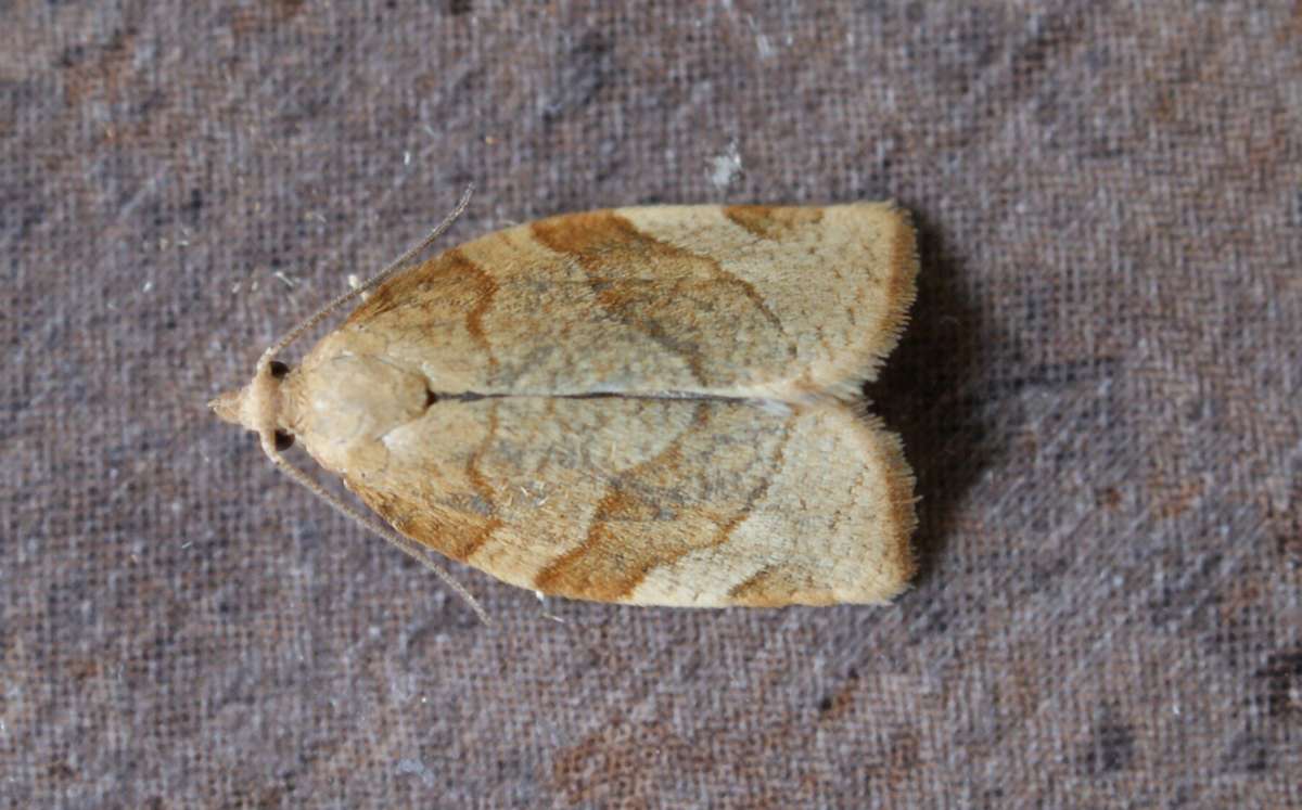 Pandemis cerasana | Kent Moths