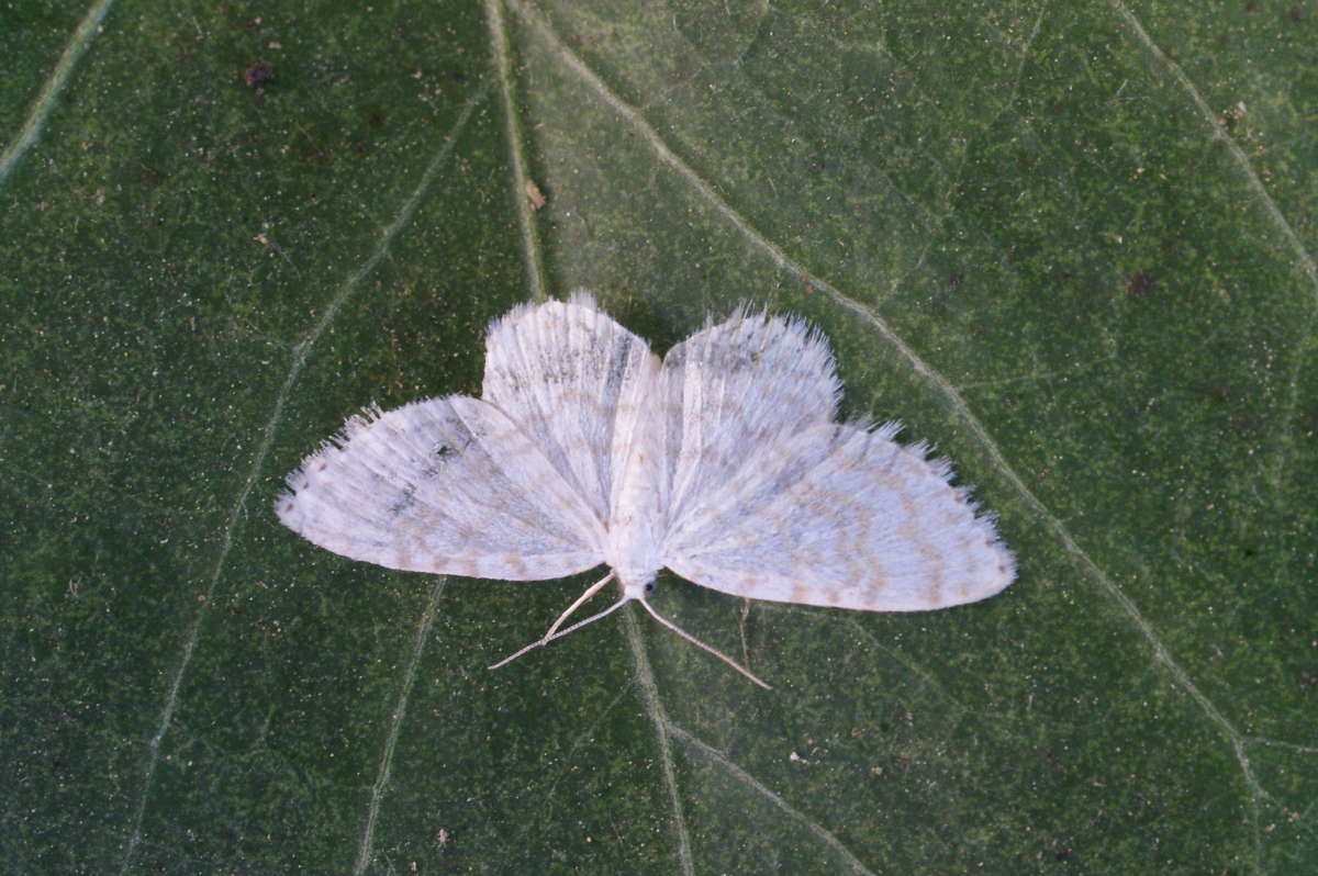 Small White Wave | Kent Moths