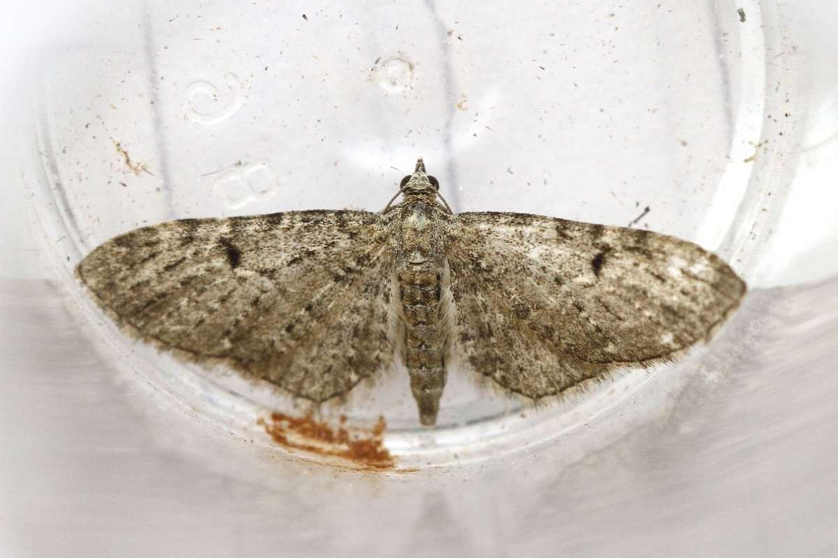 Golden-rod Pug | Kent Moths