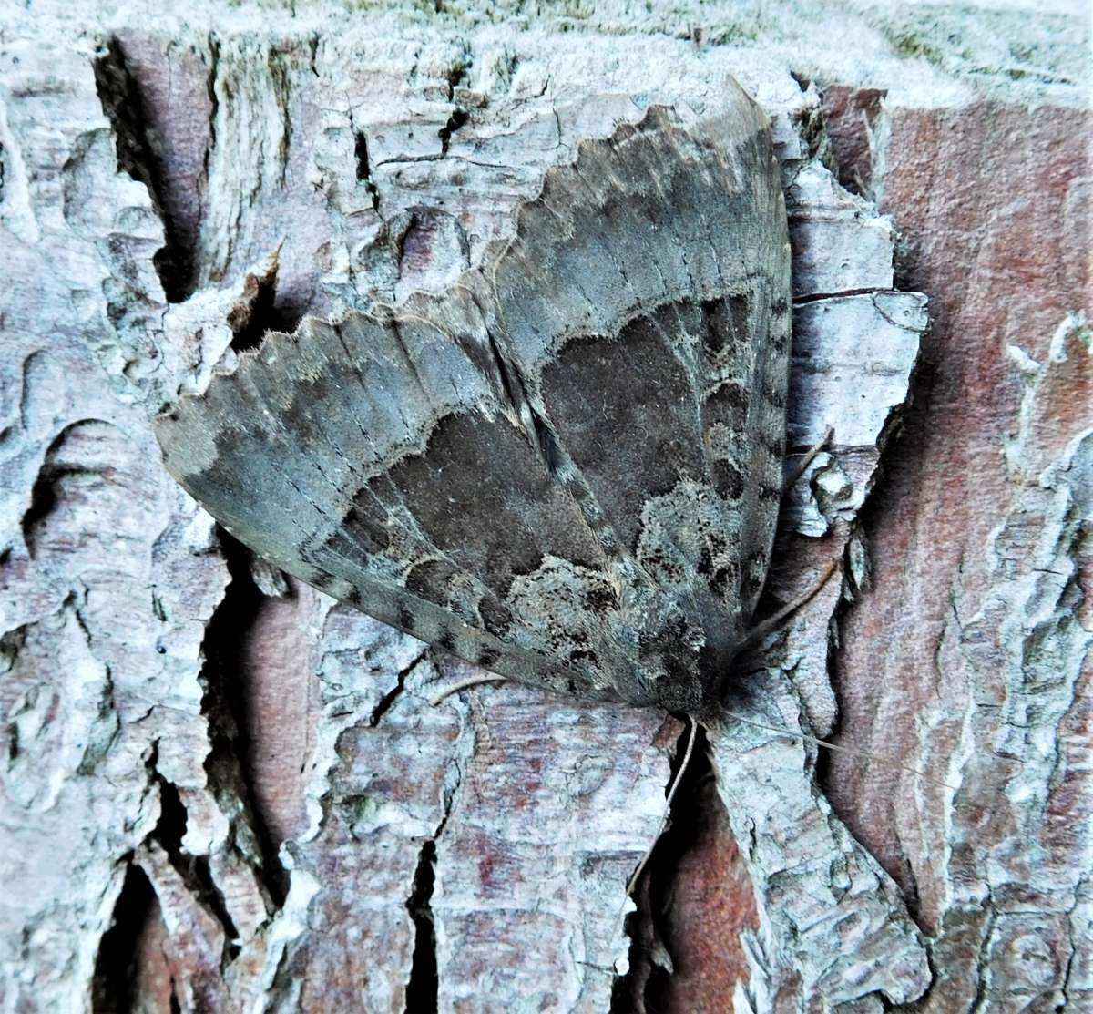Old Lady | Kent Moths