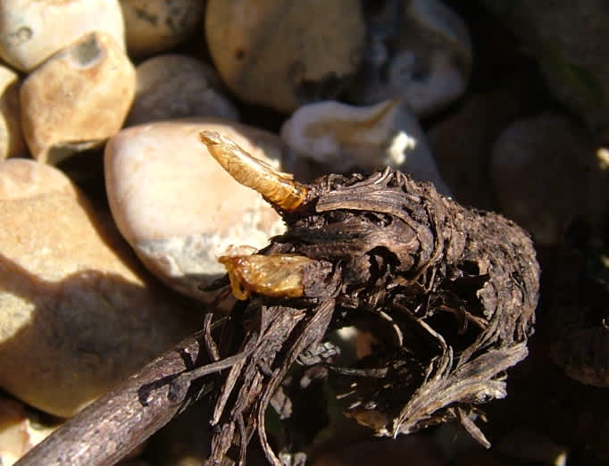Fiery Clearwing | Kent Moths