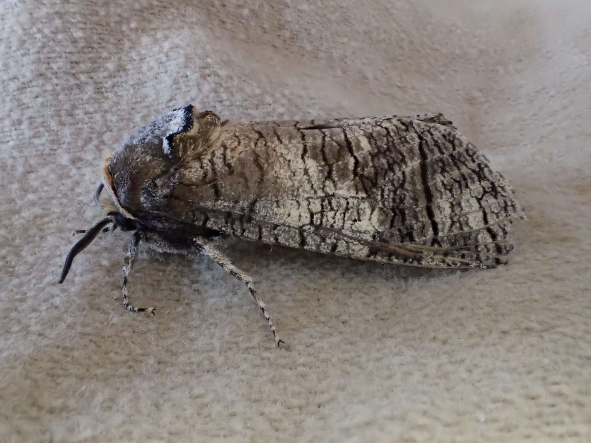 Goat Moth | Kent Moths