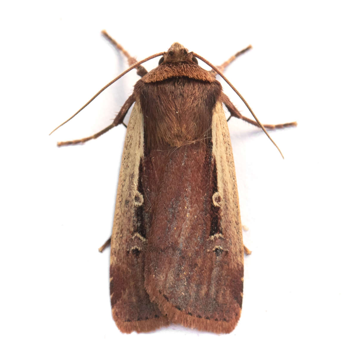 Kent Moths