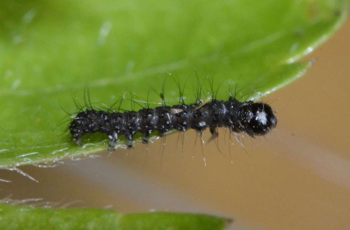 The Sprawler | Kent Moths