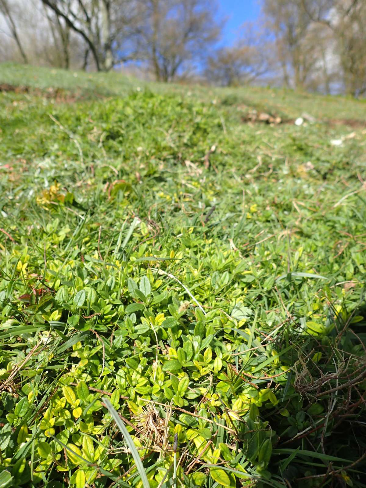 Mompha miscella | Kent Moths