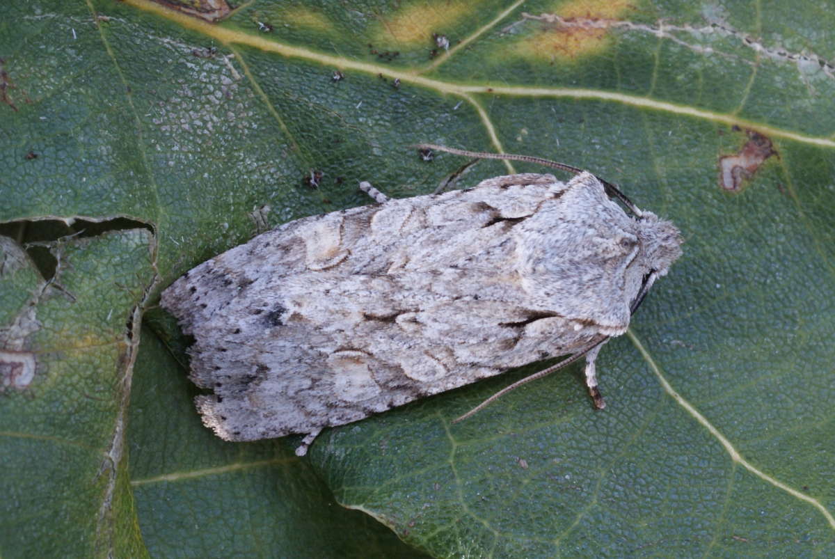 Grey Shoulder-knot | Kent Moths