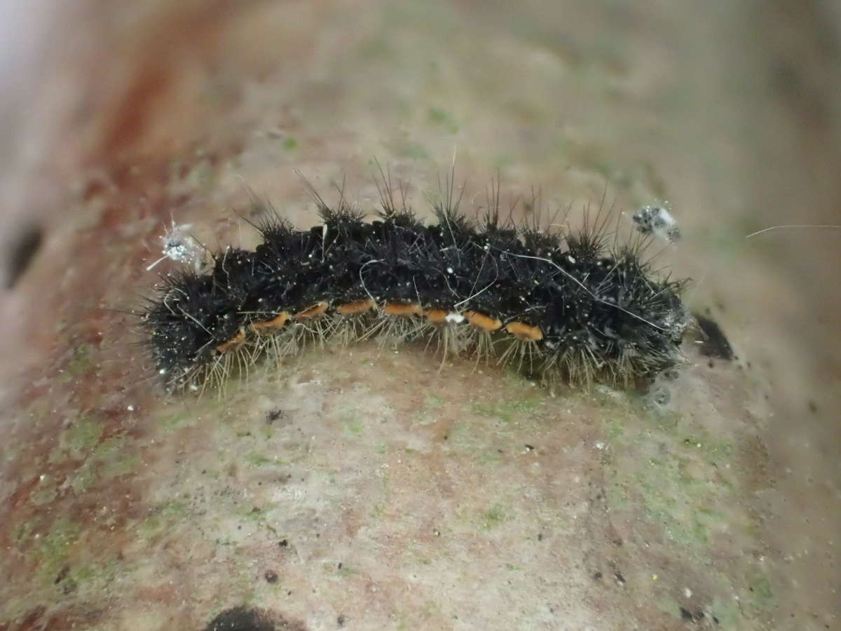 Common Footman | Kent Moths