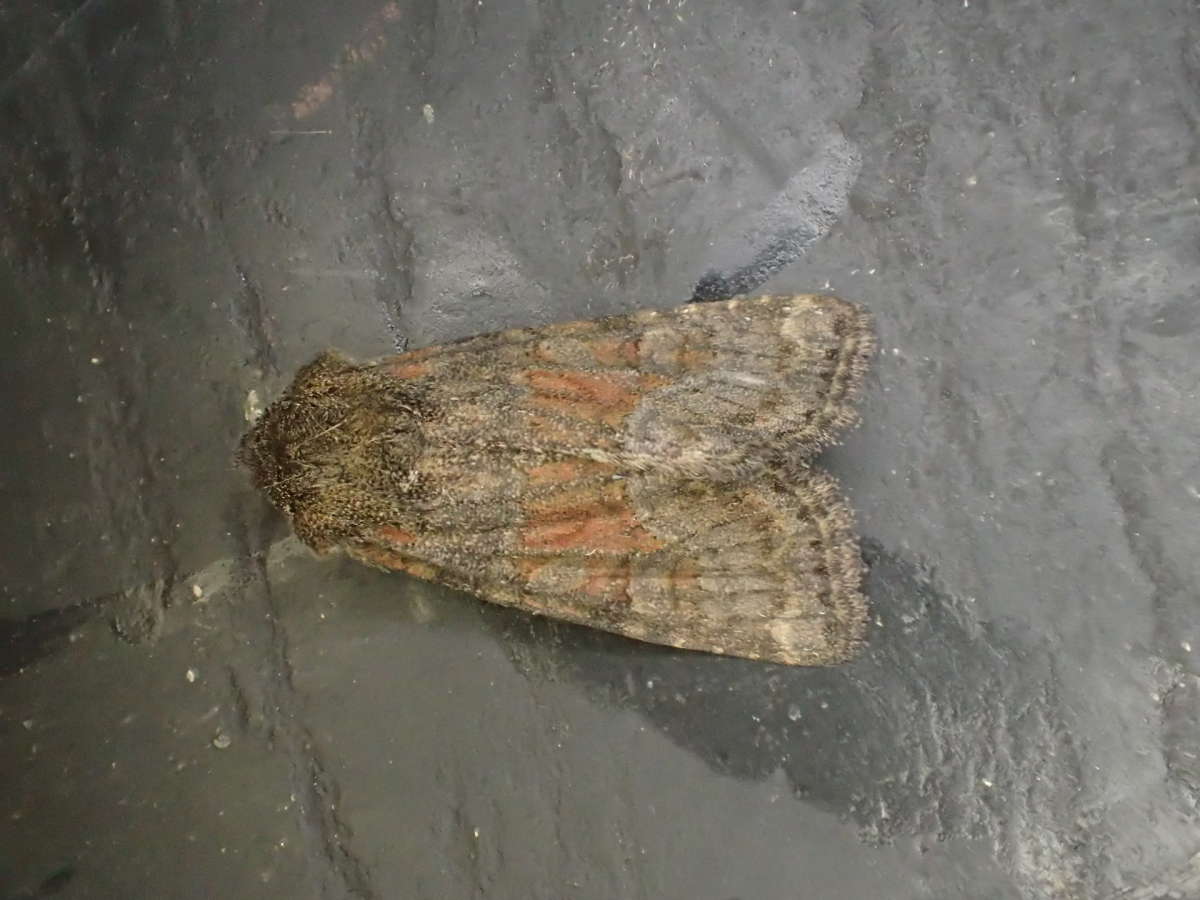 Tawny Marbled Minor | Kent Moths