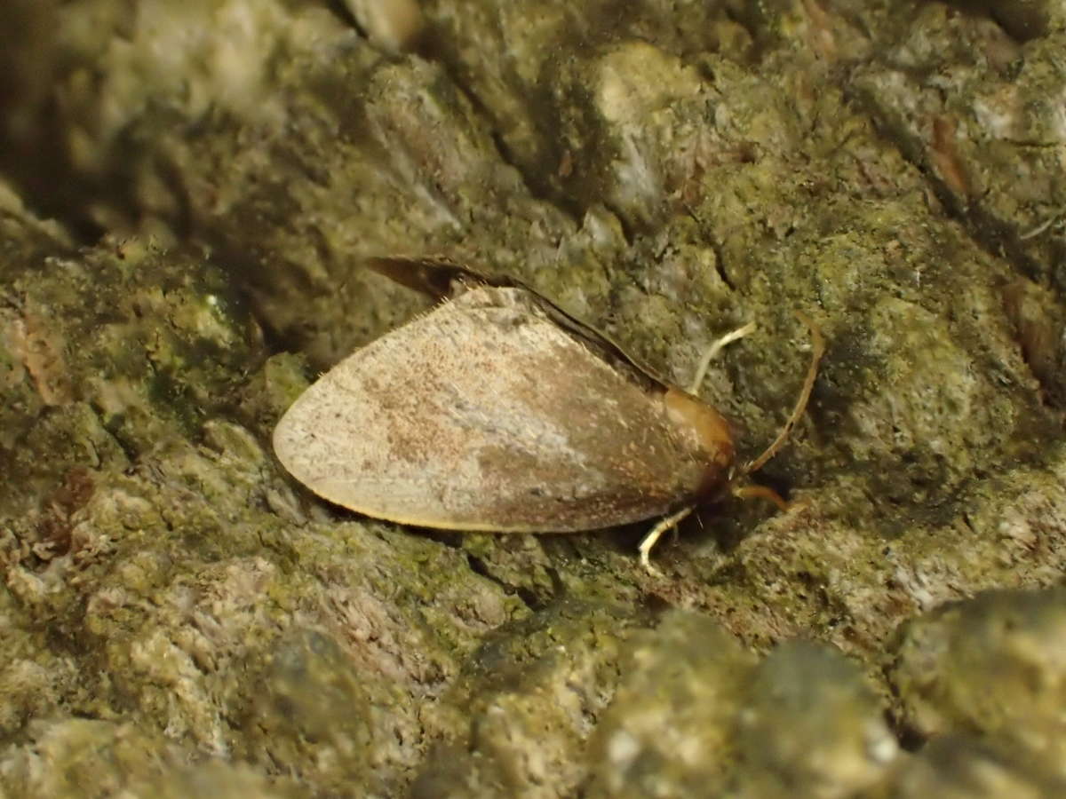 The Triangle | Kent Moths