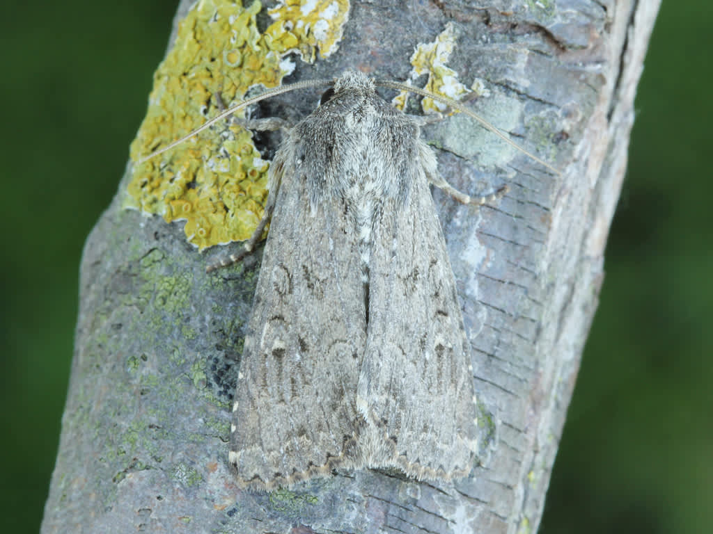 Crescent Striped | Kent Moths