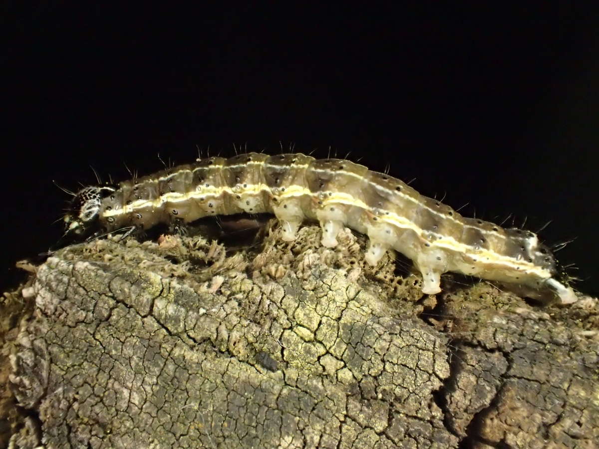 Small Quaker | Kent Moths