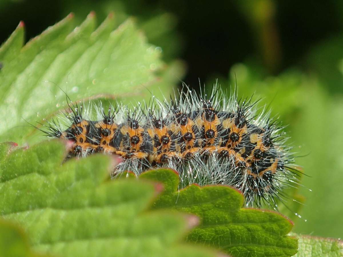 Emperor Moth | Kent Moths