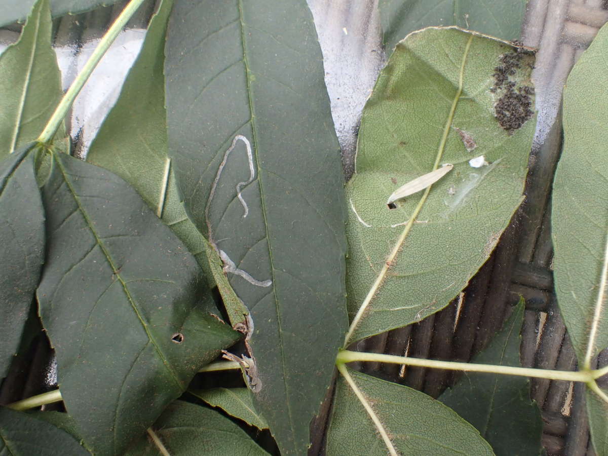 Caloptilia cuculipennella | Kent Moths