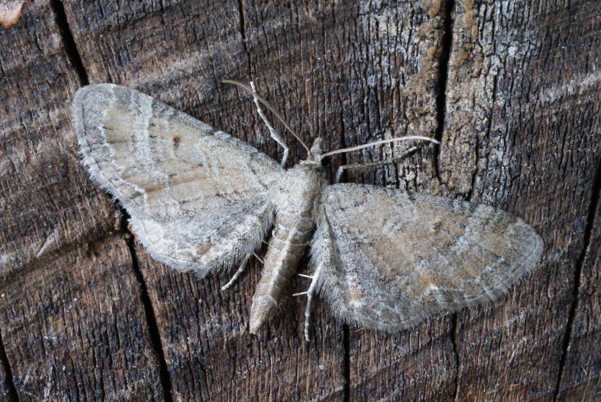 Plain Pug | Kent Moths