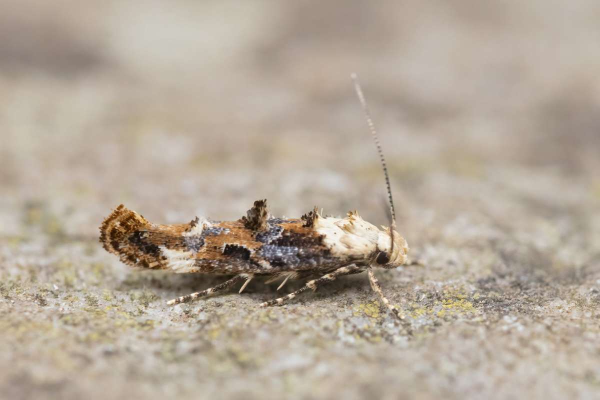 Mompha propinquella | Kent Moths