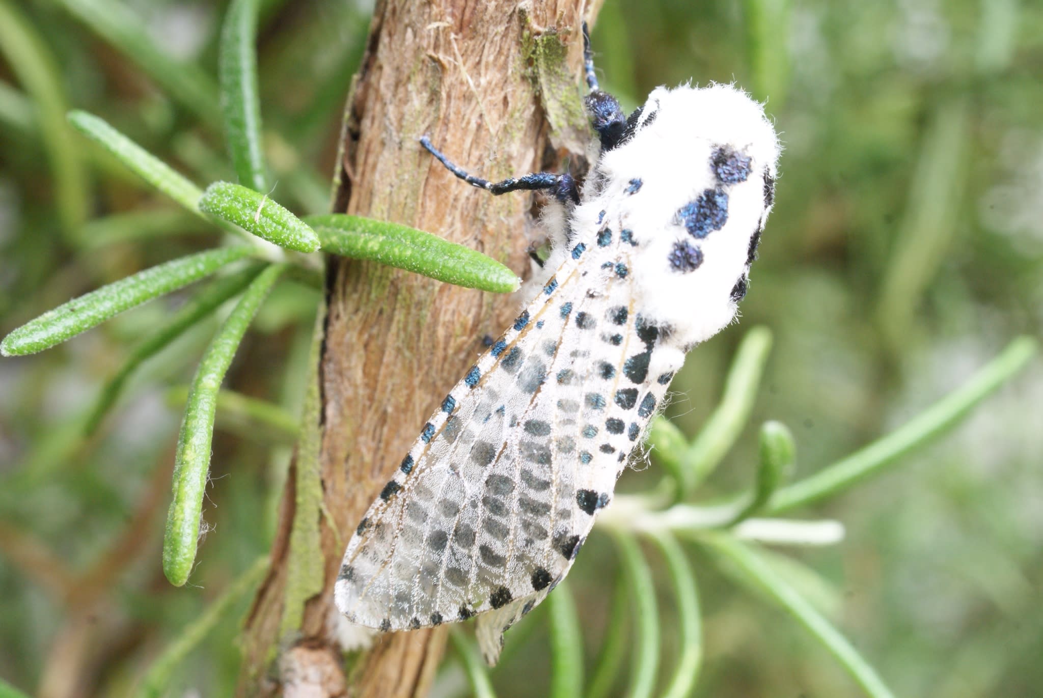 Leopard Moth | Kent Moths