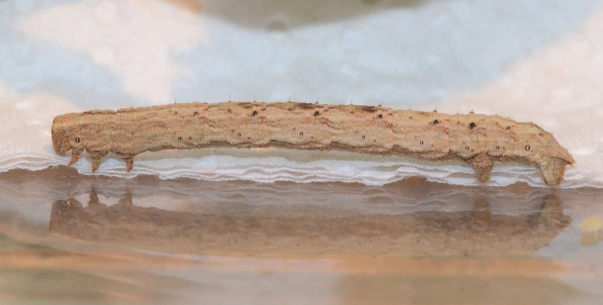 Mottled Beauty | Kent Moths