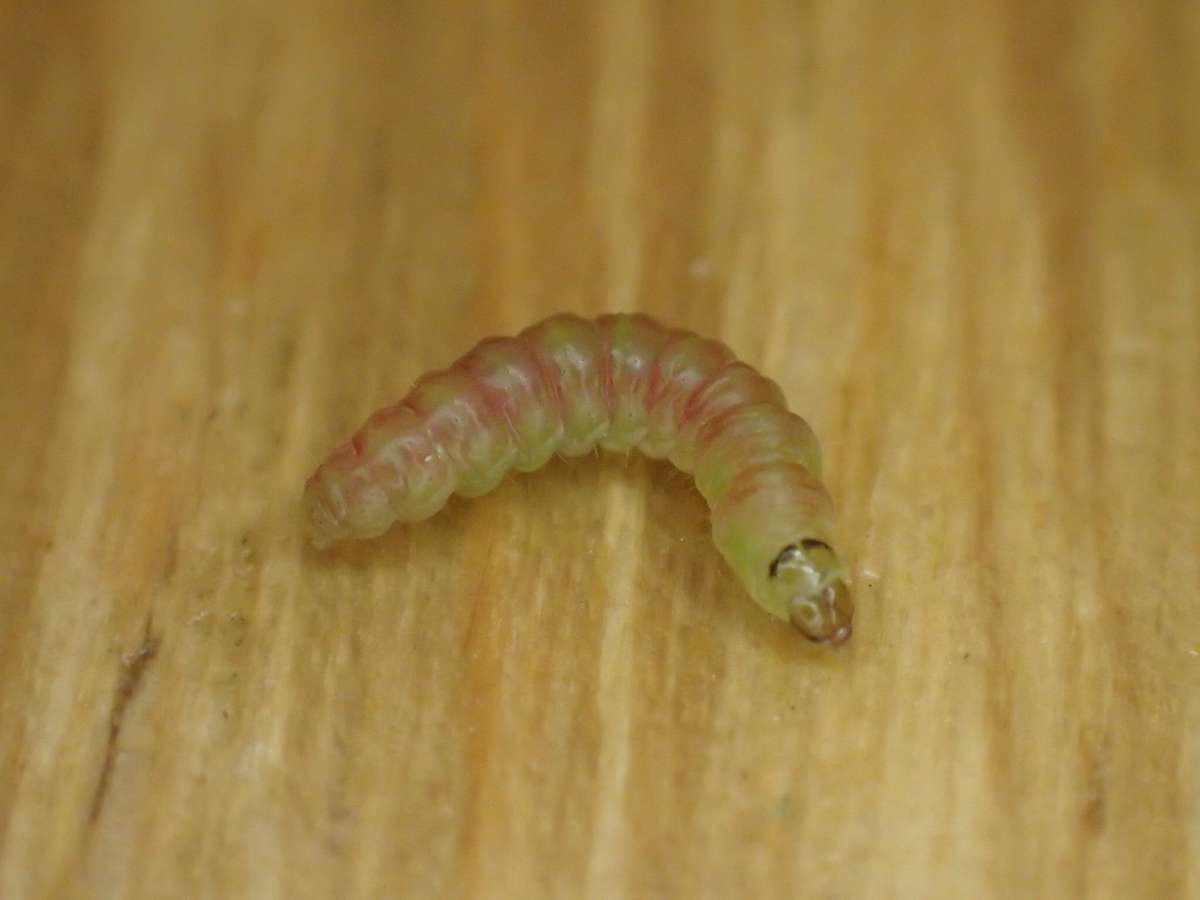 Tuta absoluta | Kent Moths