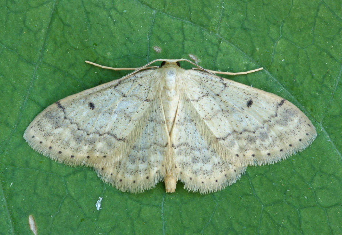 Small Fan-footed Wave | Kent Moths