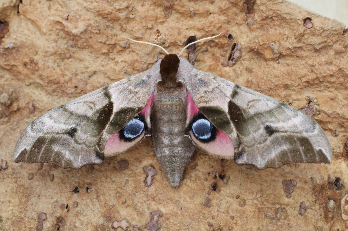 Eyed Hawk-moth | Kent Moths