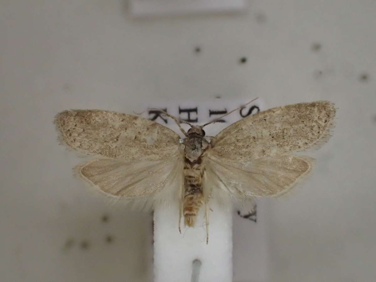 Cnephasia pumicana | Kent Moths