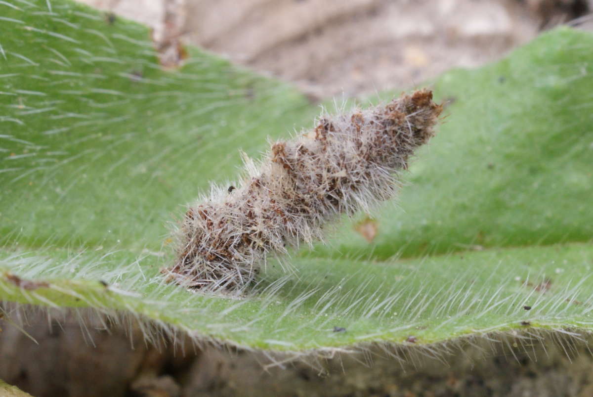Coleophora pennella | Kent Moths
