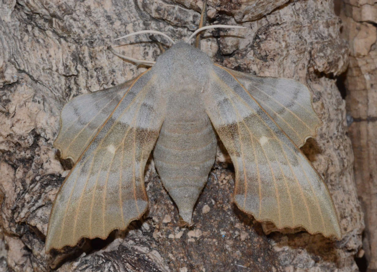 Poplar Hawk-moth | Kent Moths