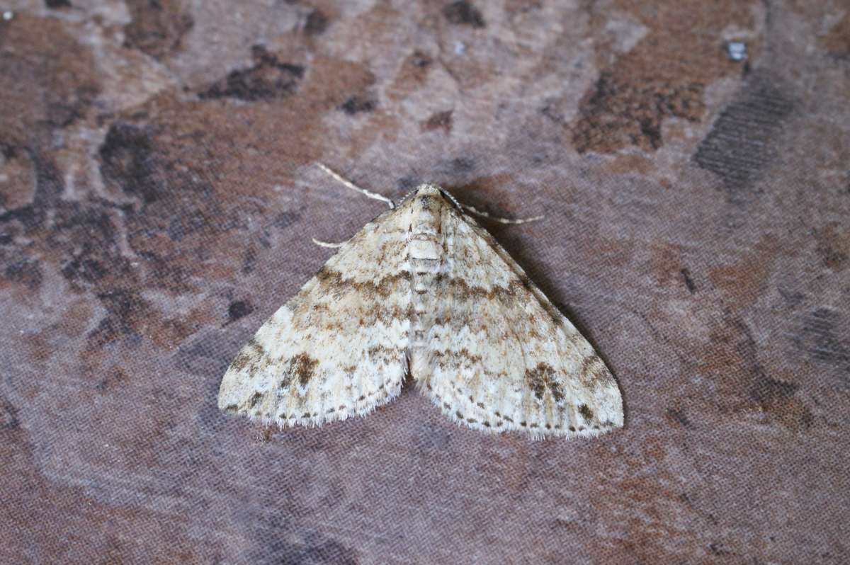 Twin-spot Carpet | Kent Moths