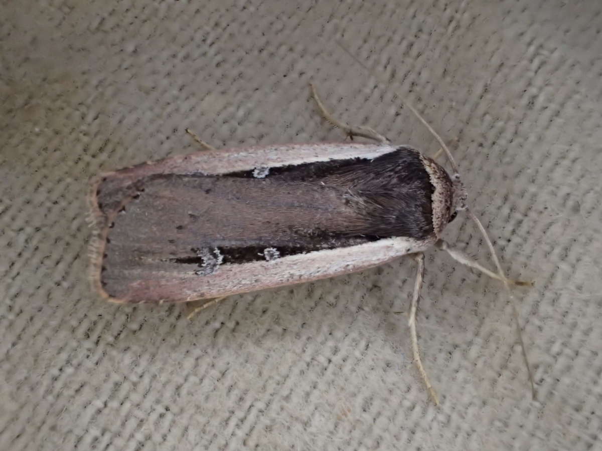 Radford's Flame Shoulder | Kent Moths