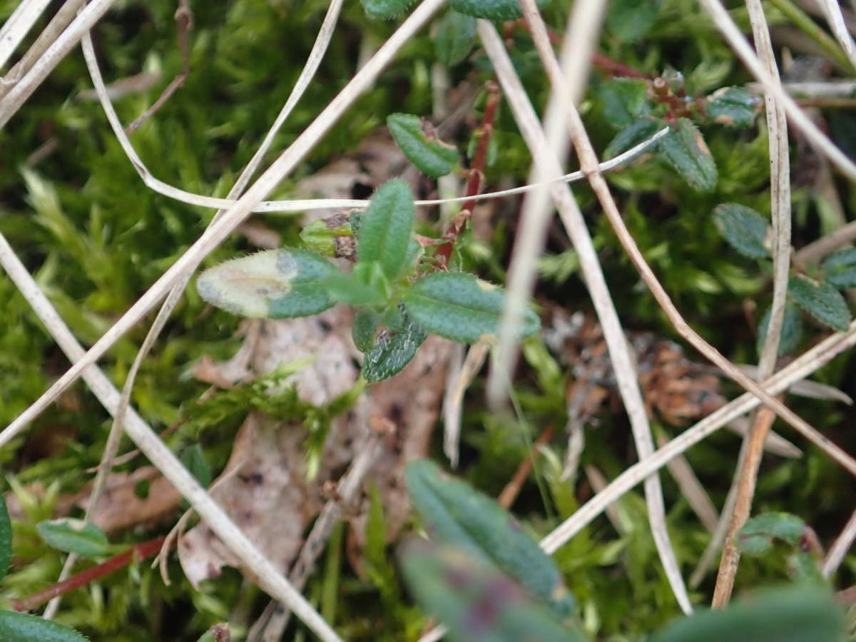 Mompha miscella | Kent Moths