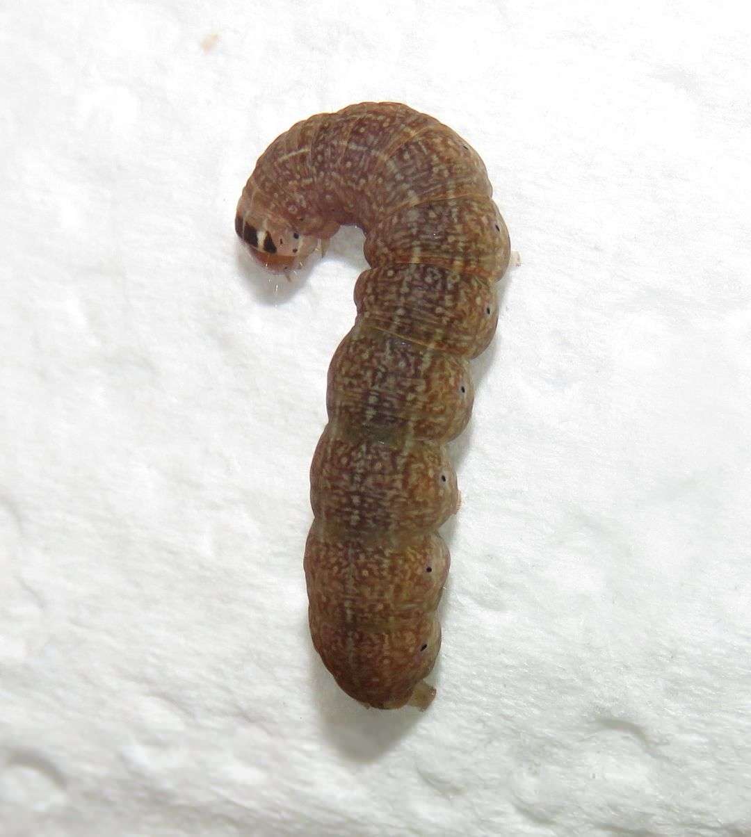 Red-headed Chestnut | Kent Moths