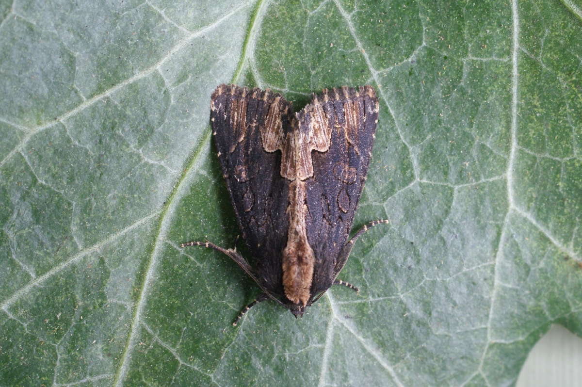 Bird's Wing | Kent Moths