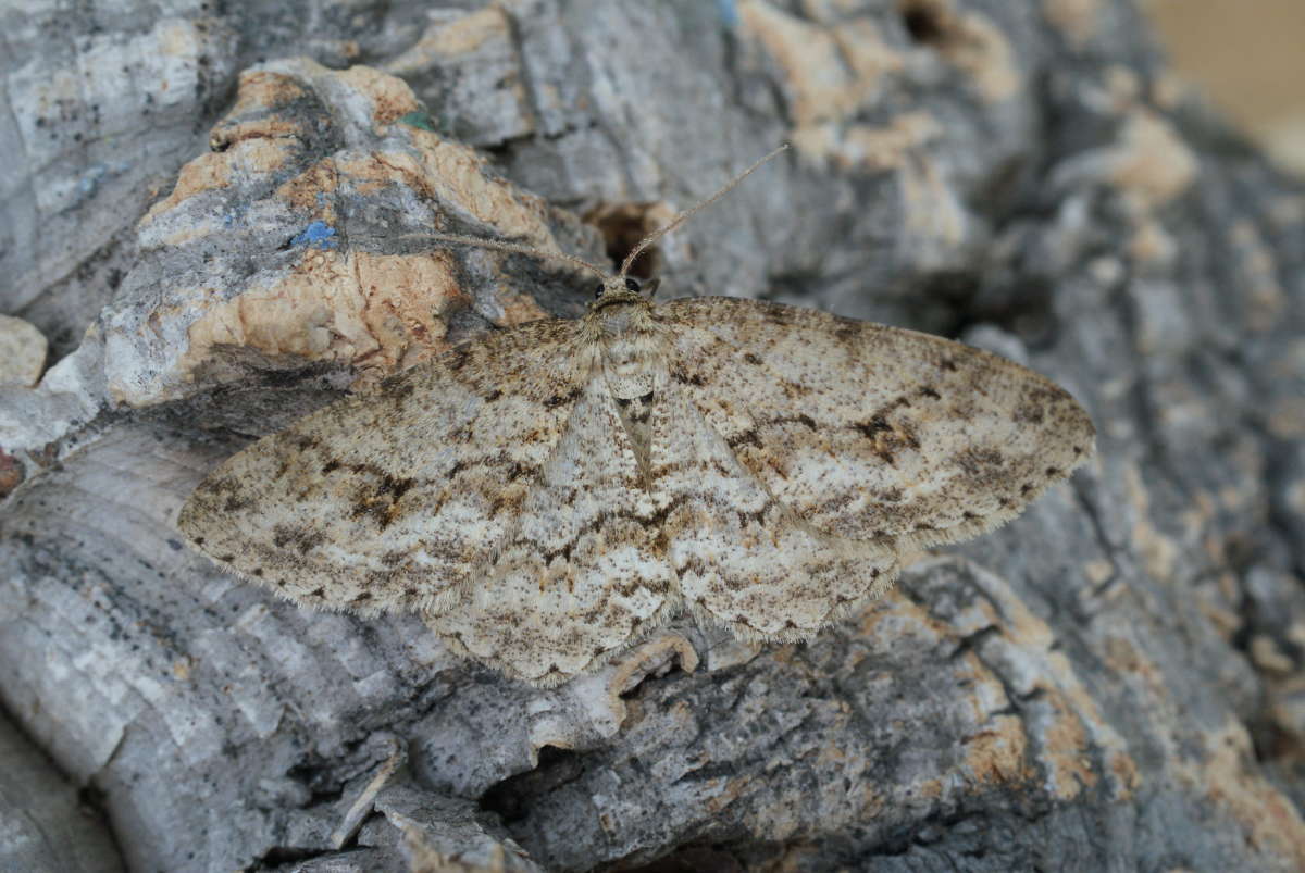 The Engrailed | Kent Moths