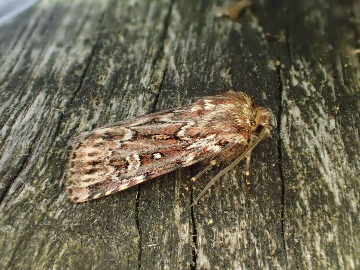 True Lover's Knot | Kent Moths