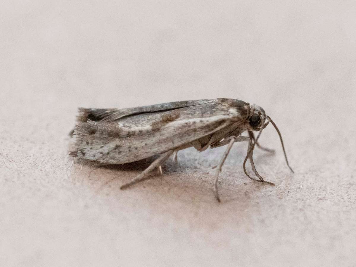 Prays peregrina | Kent Moths