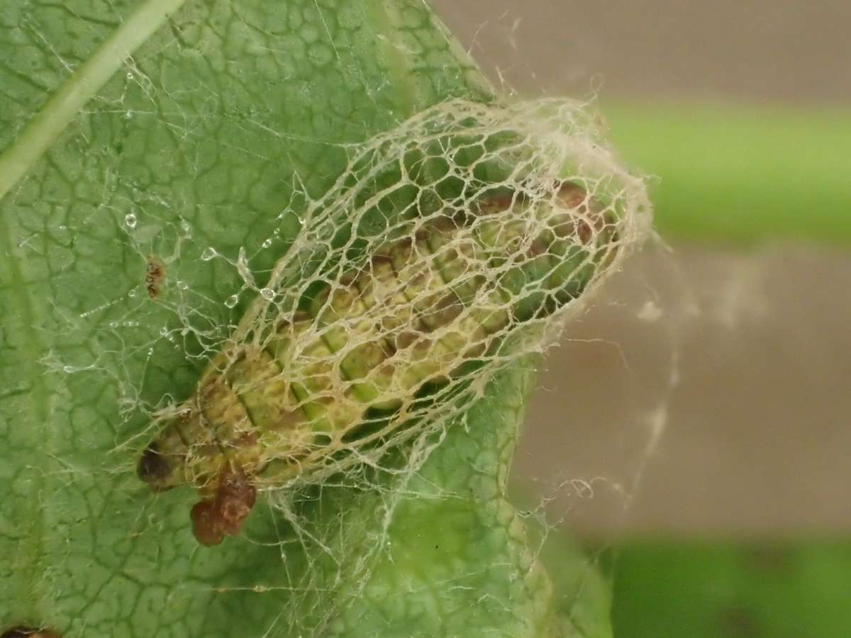 Prays fraxinella | Kent Moths