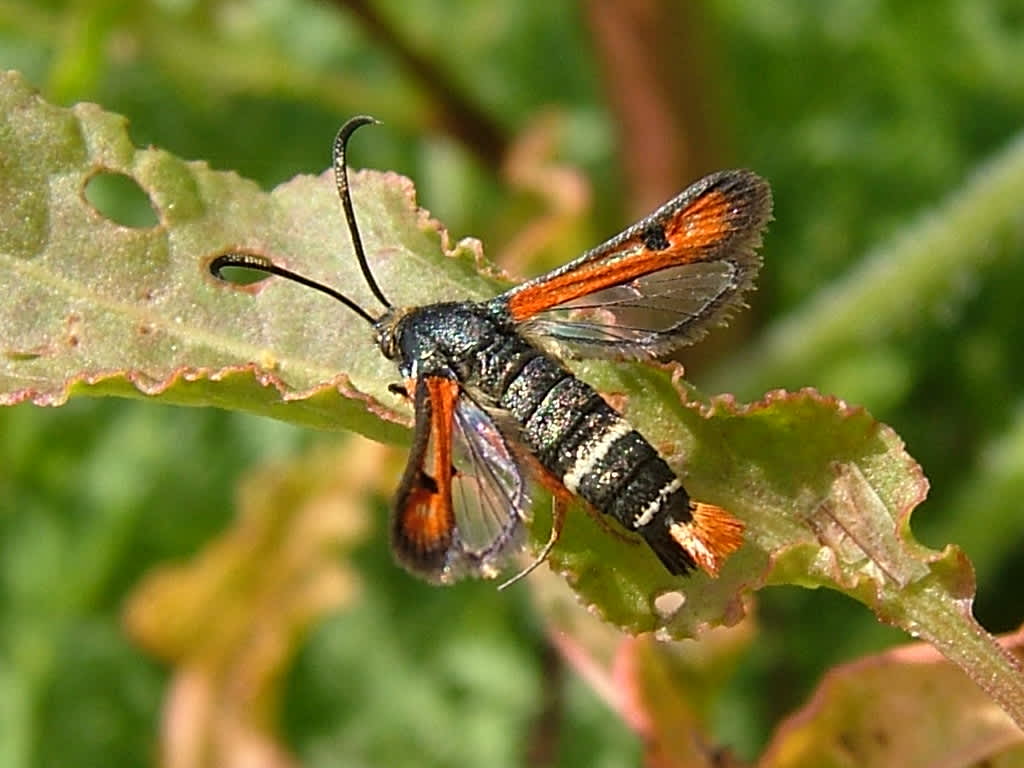 Fiery Clearwing | Kent Moths