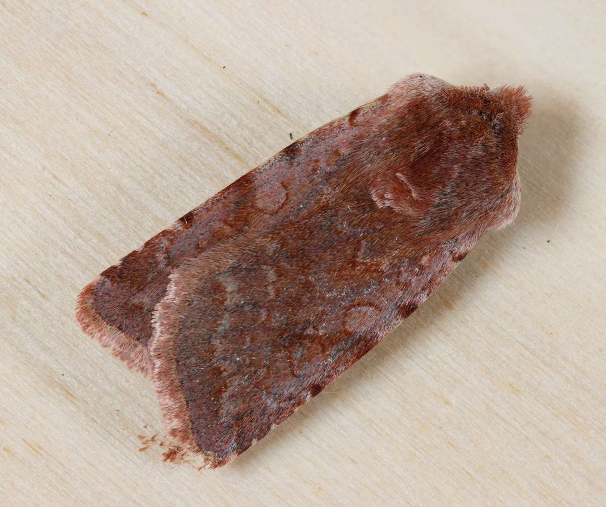 Red Chestnut | Kent Moths