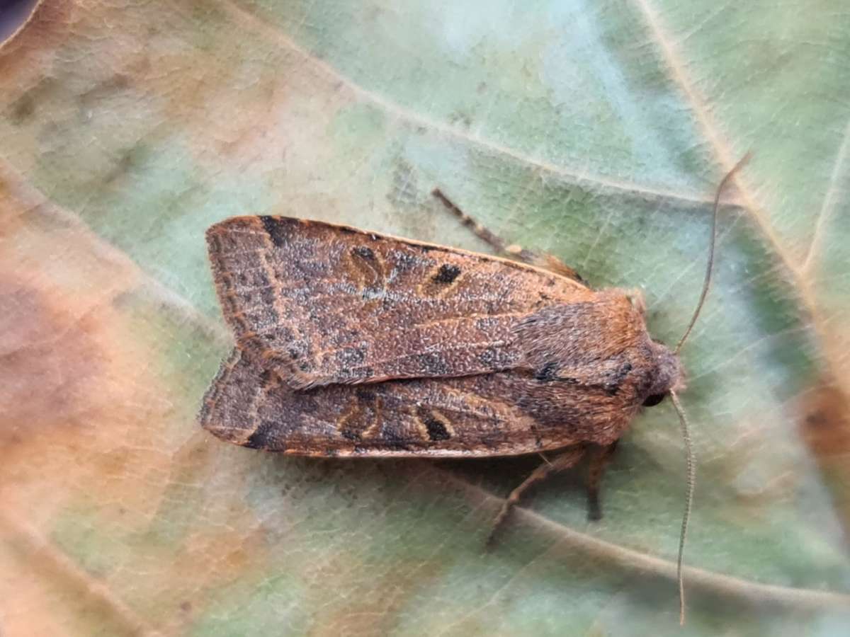 Beaded Chestnut | Kent Moths