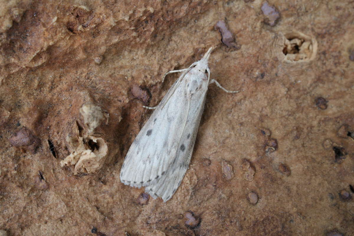 Aphomia sociella | Kent Moths