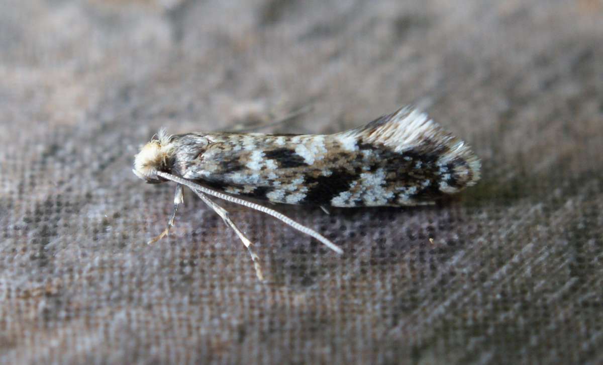 Nemapogon cloacella | Kent Moths